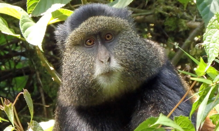 Golden Monkey Tracking Tours in Rwanda - Kagoma Eye Safaris