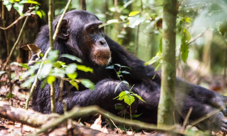 Chimpanzee Tracking in Nyungwe Forest National Park - Kagoma Eye Safaris